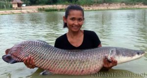 Arapaima, Predator and Carp Tour - Pattaya Fishing