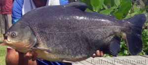 Arapaima, Predator and Carp Tour - Pattaya Fishing