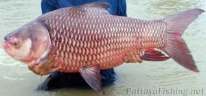 Arapaima, Predator and Carp Tour - Pattaya Fishing