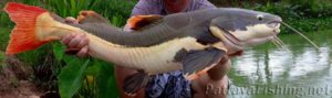 Arapaima, Predator and Carp Tour - Pattaya Fishing